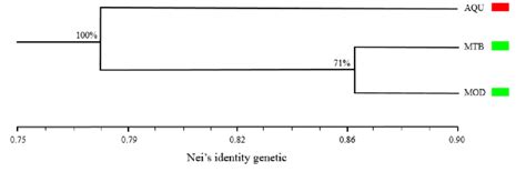 UPGMA Dendrogram Based On Nei S Genetic Identity Among Syagrus