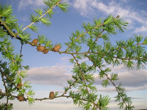 Лиственница - фото и картинки: 66 штук