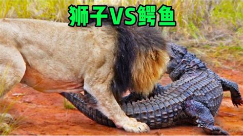 狮子和鳄鱼爆发冲突大战一触即发究竟谁能笑到最后 自然 动物 好看视频