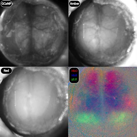 Modular Optical Imaging System LabeoTech