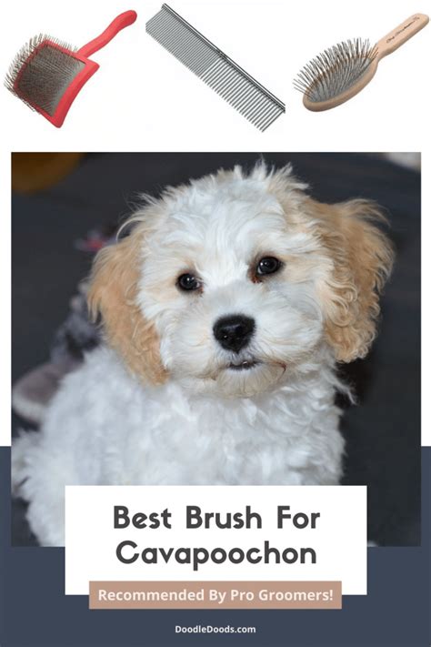 Best Brush For Cavapoo Reviews And Recommendations Doodle Doods