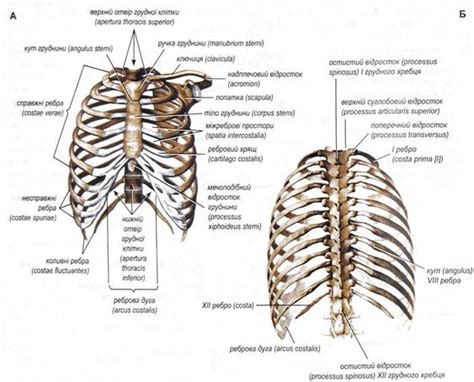 Будова груднини ребра види ребер зєднання ребер з грудниною та хребтом Грудна клітка в