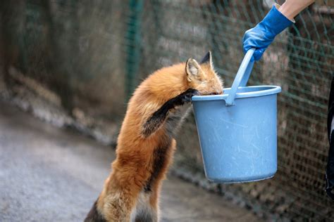 Лиса лис лисы лиска лиса ведро живность фэндомы картинки гифки прикольные