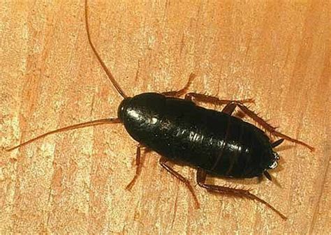 Cockroaches In California Roach Exterminator At Planet Orange