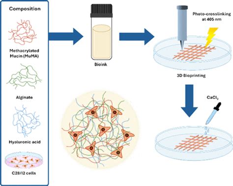 Mucin Based Dual Cross Linkable Ipn Hydrogel Bioink For 3d Bioprinting