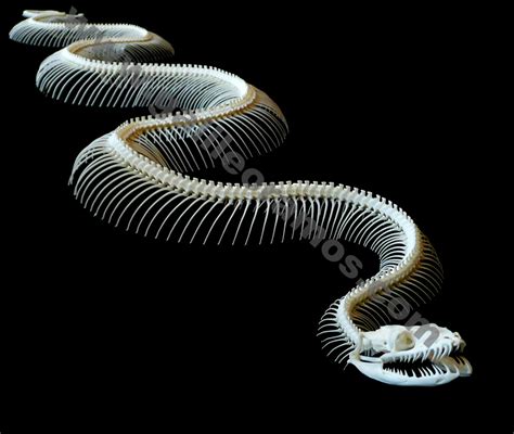 Python Molurus Bivittatus Juvenile Skeleton N1 Galileo Ramos Art With Skeletons