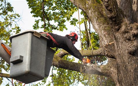 481 Timeless Popular Ideas For Tree Service Slogans In 2025