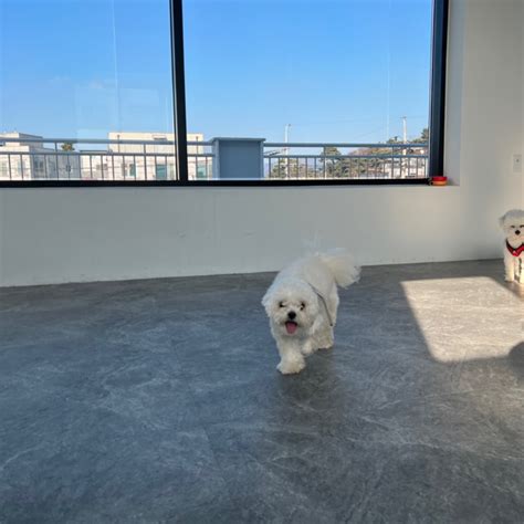 말티즈구름이 강아지책임분양 강아지분양 고양이분양 컴투펫 시츄 셔틀랜드쉽독 말티푸 미니핀 치와와 요크셔테리어 포메라니안 말티즈 분양