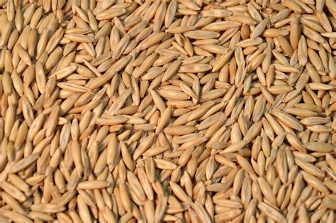 Jerry Oat Seed Plants Seeds And Bulbs Brookings South Dakota