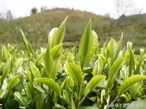 懂茶妹說茶春茶為何廣受追捧 每日頭條