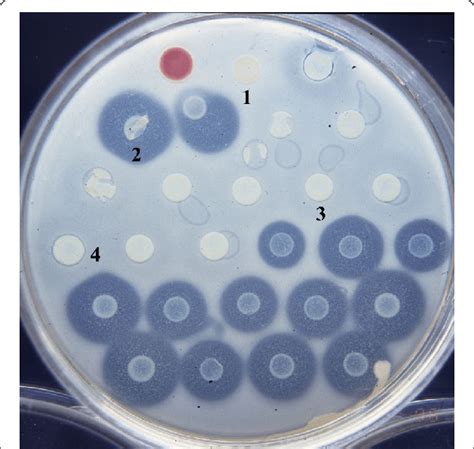 Bacteriocin Activity Of P Carotovorum Subsp Carotovorum The