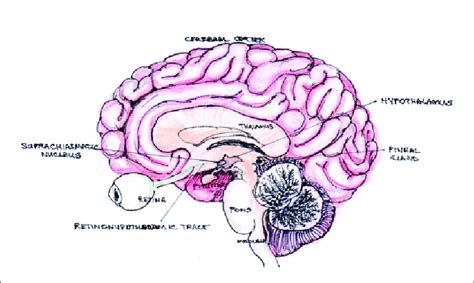 The Retino Hypothalamo Pineal Pathway Download Scientific Diagram