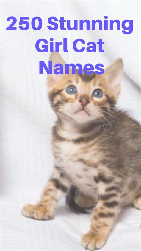 250 Stunning Girl Cat Names Girl Cat Names Cute Cat Names Kitten Names Girl