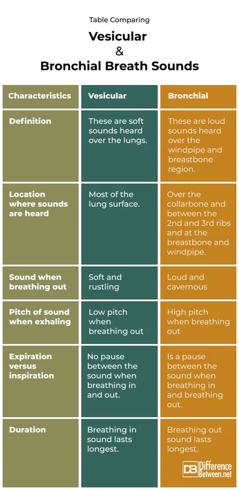 Difference Between Vesicular And Bronchial Breath Sounds Difference Between Vesicular Vs