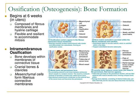 Ppt The Skeletal System Powerpoint Presentation Free Download Id 2109849