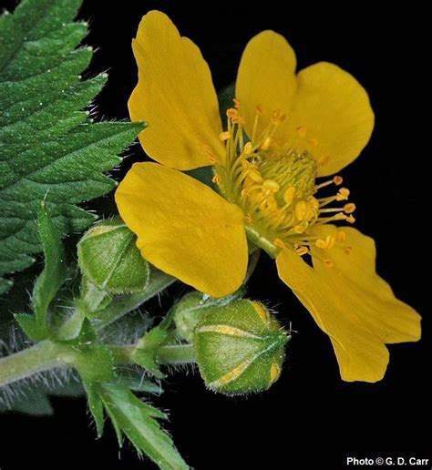 Geum Macrophyllum