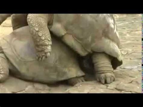 Terrifying Sex Organs Of Male Turtles YouTube