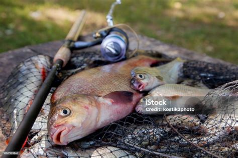 트로피 낚시입니다 큰 담 수 청동 도미 또는 잉어 도미 흰색 도미 또는 실버 도미 및 방문 그물에 릴과 낚 싯 대 0명에 대한 스톡 사진 및 기타 이미지 Istock