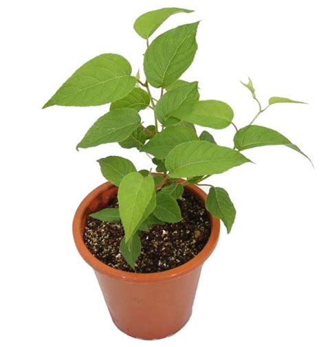 またたび木天蓼コニファー樹木の育て方観葉植物 ガーデニングブルーミングスケープ