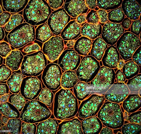 Equisetum Microscope