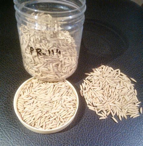 Vignette Hi Tech Seed Karnal Paddy Seed Variety Pr 114