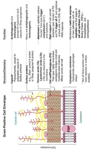 Bacteria Bacterial Structure Brs Flashcards Quizlet