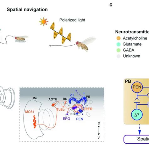 Neural Circuits Underlying Visually Guided Spatial Navigation A