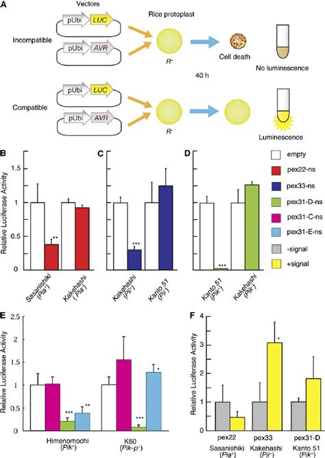 Interaction Between Avr Candidates And R Genes Causes Cell Death In Download Scientific Diagram