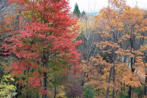面ノ木園地の紅葉 ぴあエンタメ情報