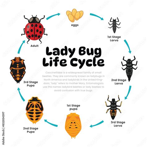 Lady Bug Life Cycle Diagram For Science Education Development Process