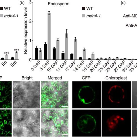 expression pattern and subcellular localization of zmmdh4 a