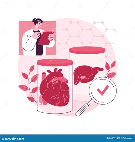 Lab Grown Organs Abstract Concept Vector Illustration Stock Vector