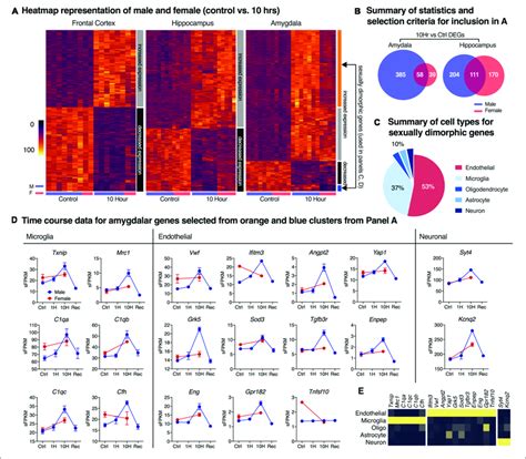 Analysis Of Sexually Dimorphic Differentially Expressed Genes After Download Scientific