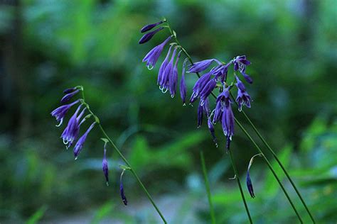 コバギボウシ日光四季の山野草
