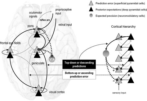 this figure summarizes the neuronal message passing that underlies