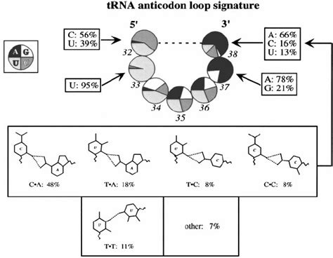 Trna Anticodon Loop Signature Showing The Structure Sequence Download Scientific Diagram