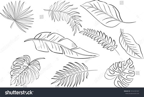 Palm Leaf Drawing