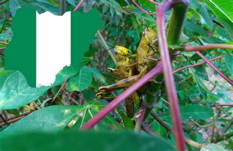 The Economic Benefits Of Cassava Cultivation In Nigeria The Hidden