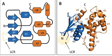 Crystal Structure Of Pbers N The Thioredoxin Subdomain Is Colored In