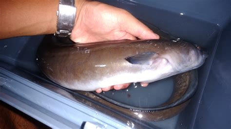 キリアナゴ 2019 10 31 WEB魚図鑑