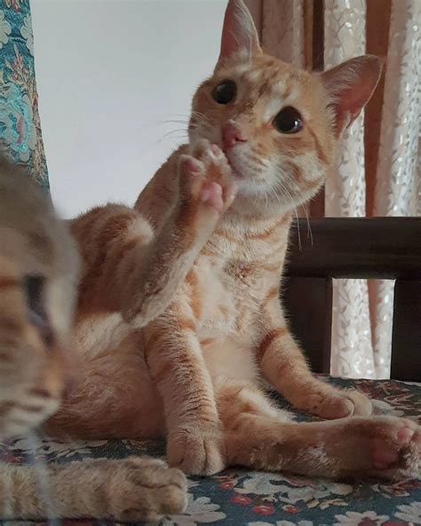 Let Me Put My Thinking Toe On Scrolller