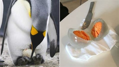 그동안 우리가 잘 볼 수 없었던 삶은 펭귄 알의 실물 모습 사진