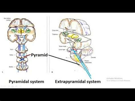 Extrapyramidal System Anatomy And Clinical Importance Kenhub