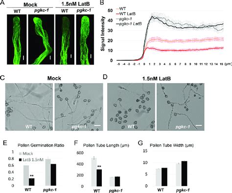 F Actin Dynamics In The Pgkc 1 Mutant A Lifeact Megfp Signal In Wt