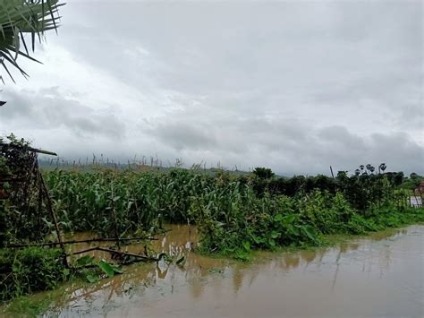 မင်းတုန်းမြို့နယ်တွင် မိုးများအဆက်မပြတ်ရွာသွန်းမှုကြောင့် သီးနှံစိုက်ခင