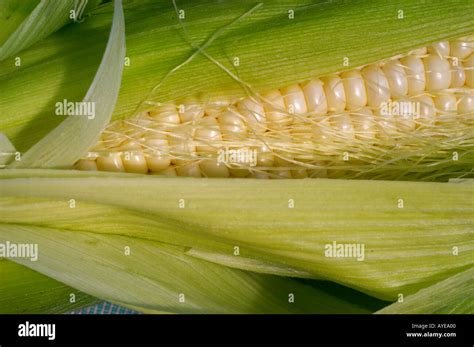 Corn On The Cob Stock Photo Alamy