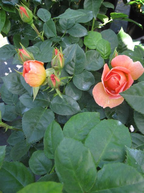 Rosa Hansestadt Rostock ® Edelrose Tantau Rose