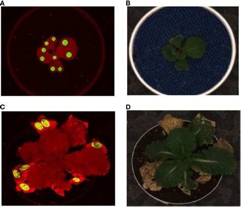 Frontiers Stress Phenotyping Analysis Leveraging Autofluorescence Image Sequences With Machine