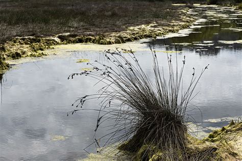 Juncus Validus