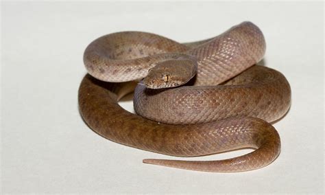 Anthill Python Antaresia Perthensis Reptile Forums